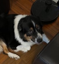 Rehome | From One Loving Family to Another