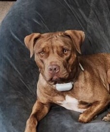 Rehome | From One Loving Family to Another