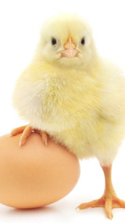 BuyMyEggs.com: Chicken eggs (Wooster, OH)