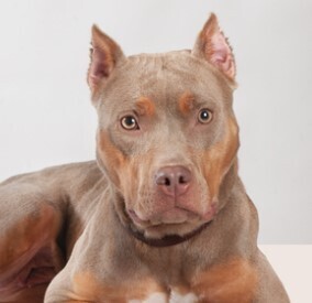 Rehome | From One Loving Family to Another