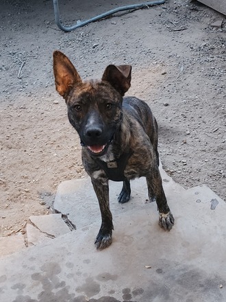 Rehome | From One Loving Family to Another