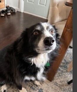 Rehome | From One Loving Family to Another