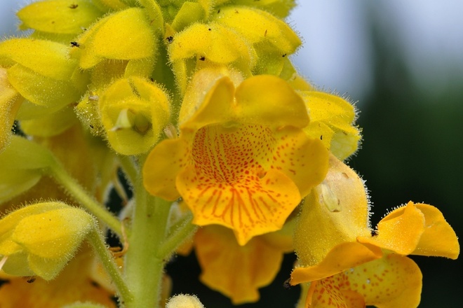 Proboscidea lutea (Ibicella lutea)(Griffes du Diable) - HomoPlantus