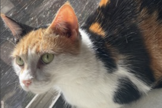 Rehome | From One Loving Family to Another