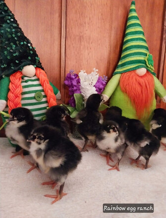 BuyMyEggs.com: Fresh Eggs from Happy Chickens (Mullica Hill, NJ)