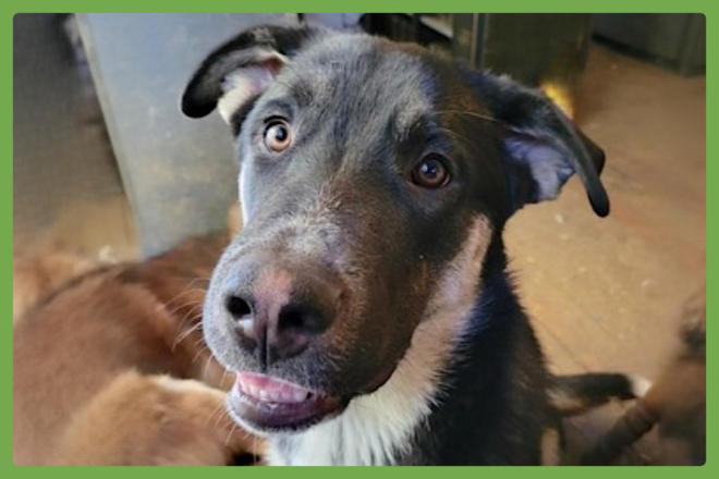 Bradach - Joyful Pets