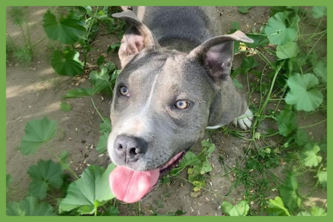 Joyful Pets - Bring a little joy home today!