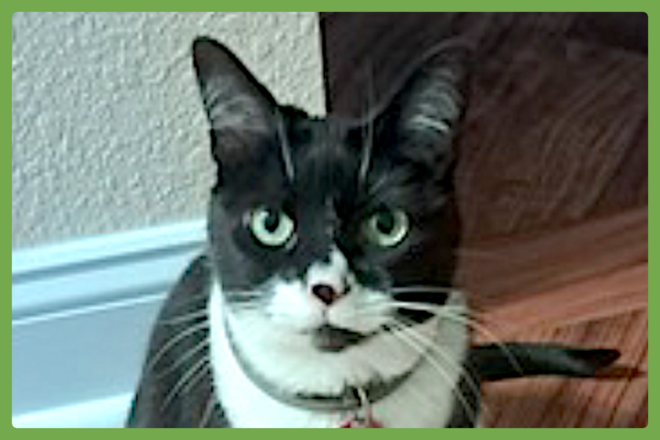 Paison - Joyful Pets