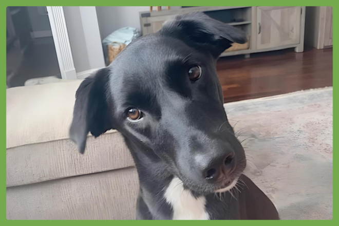 Bella - Joyful Pets