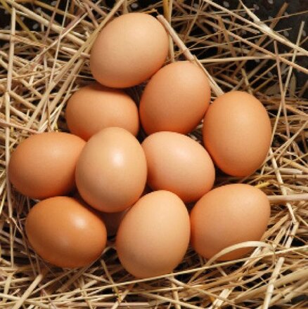 BuyMyEggs.com: Fresh eggs