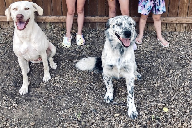 Meet Cal & Daisy | Rehome With Love