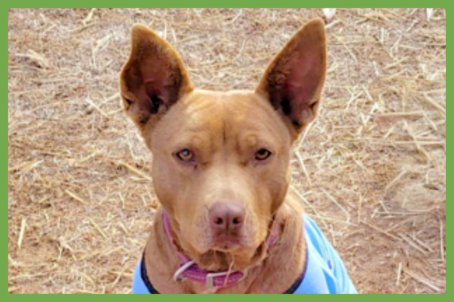 Piper - Joyful Pets